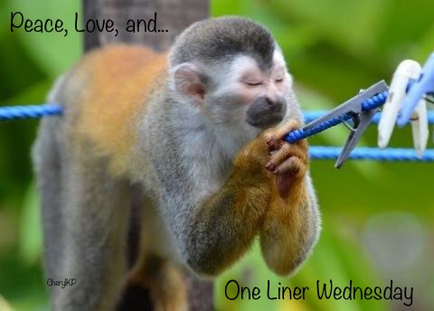 One-Liner Wednesday – Settings
